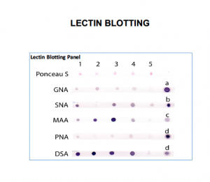 Lectin Blotting