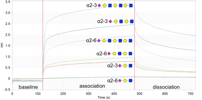 BioLayer Interferometry (BLI)